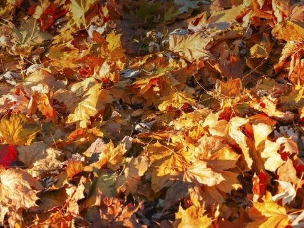 Peut-on brûler les feuilles mortes au jardin ? - Beaux jardins et Potagers